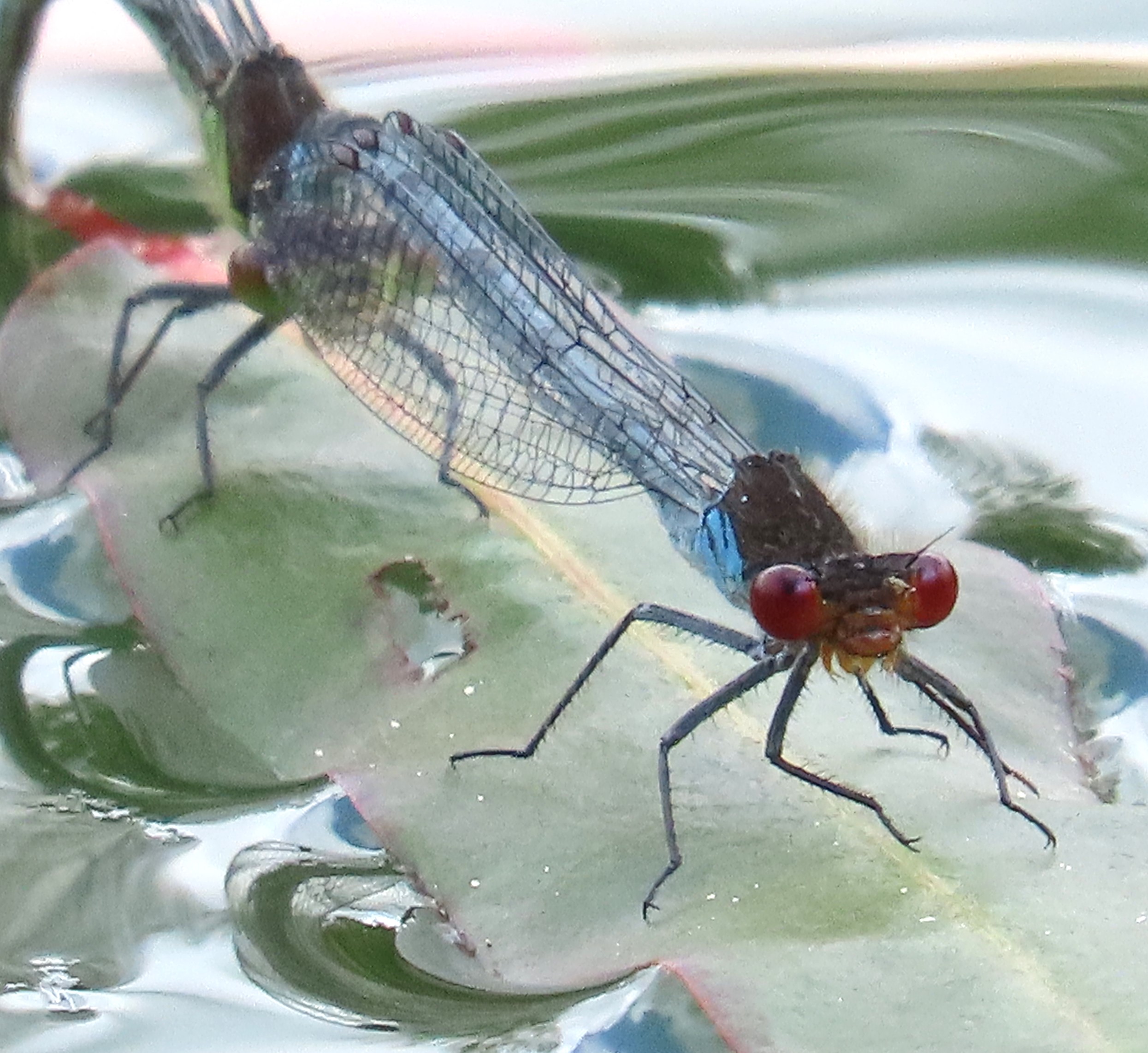 Wildlife Report | Sculpture by the Lakes
